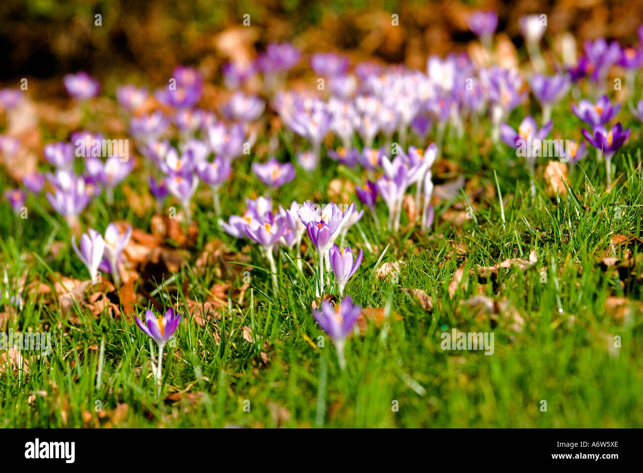 CROCUS TOMMASINIANUS - EARLY CROCUS AT THE GARDEN HOUSE, DEVON, ENGLAND ...