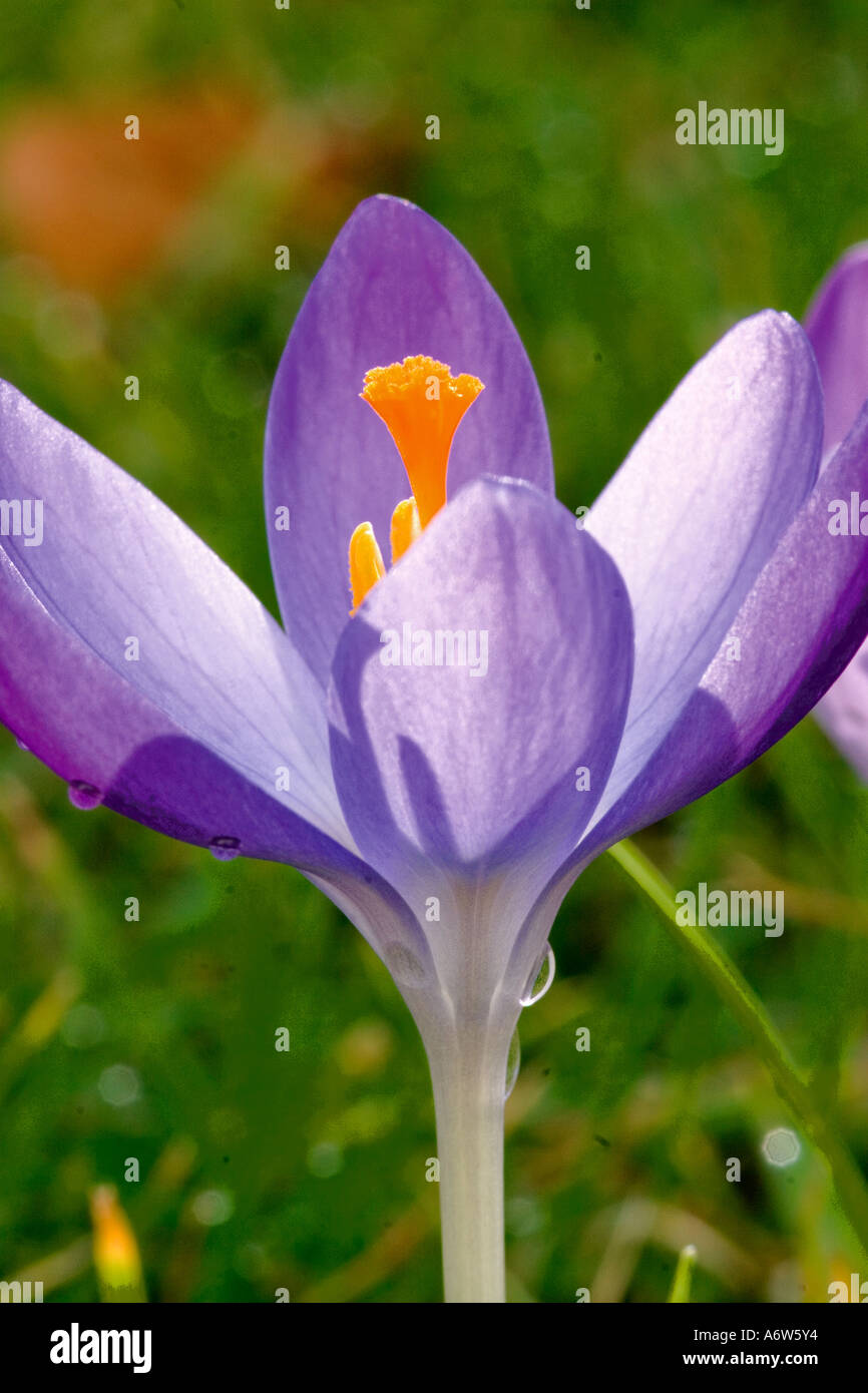 CROCUS TOMMASINIANUS - EARLY CROCUS AT THE GARDEN HOUSE, DEVON, ENGLAND ...