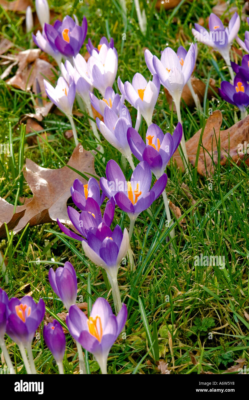 CROCUS TOMMASINIANUS - EARLY CROCUS AT THE GARDEN HOUSE, DEVON, ENGLAND ...