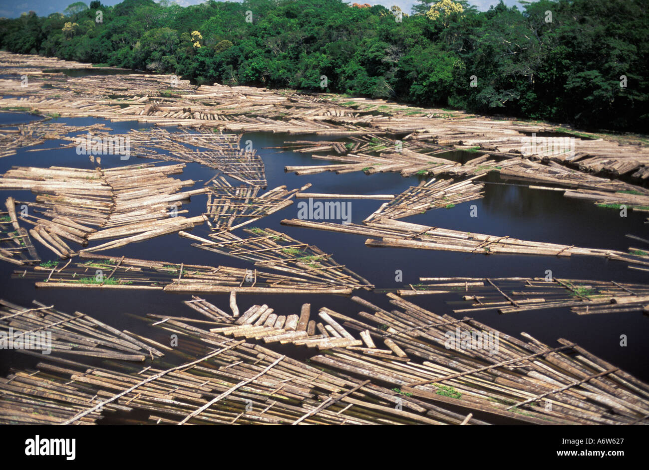 Log driving, moving tree trunks from forest to sawmill downstream using ...