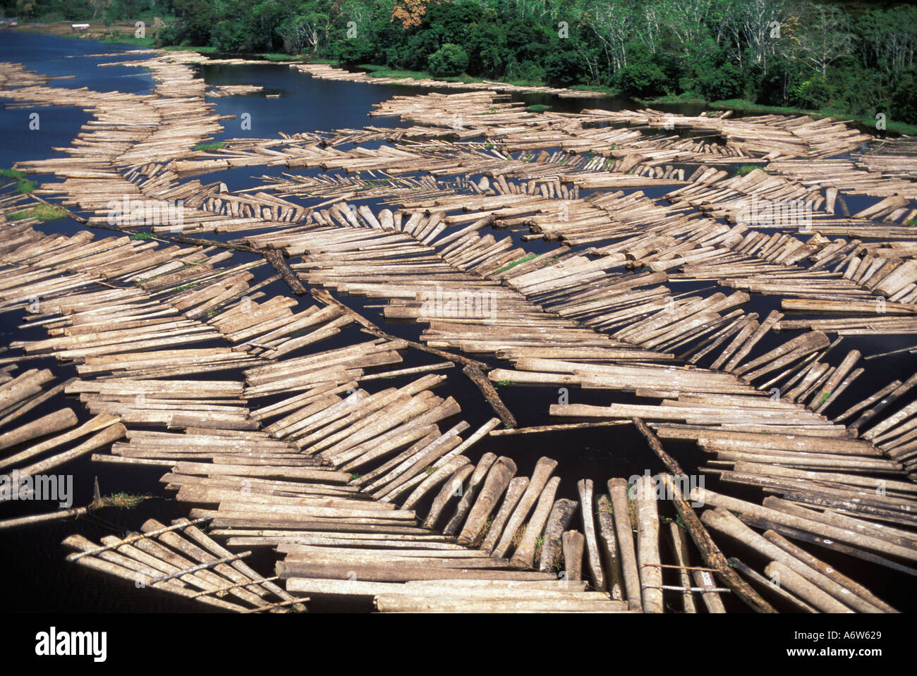 Log driving, moving tree trunks from forest to sawmill downstream using ...