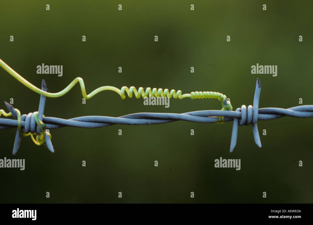Fence climber plant hi-res stock photography and images - Alamy