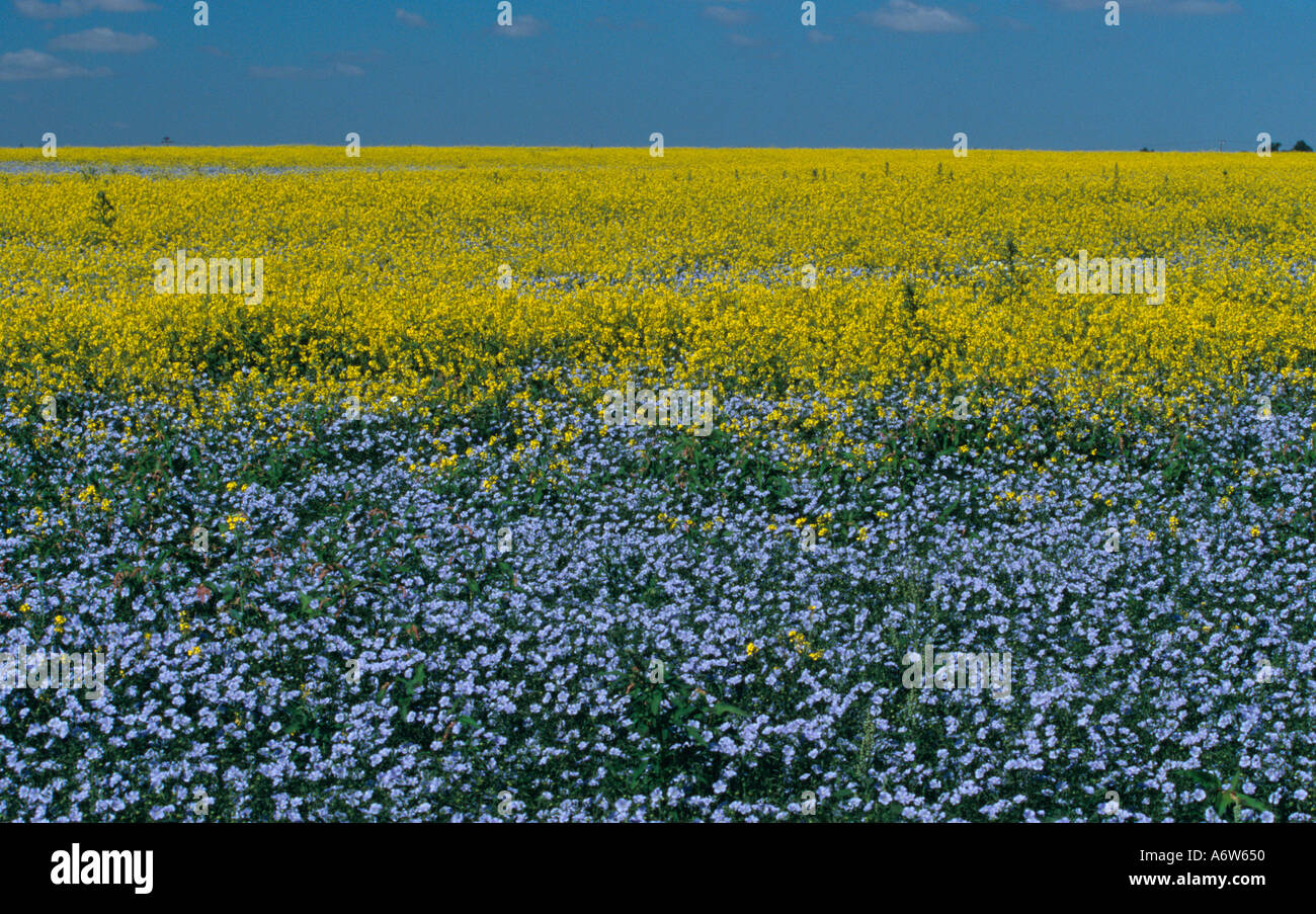 Charlock growing in Linseed Crop Stock Photo - Alamy