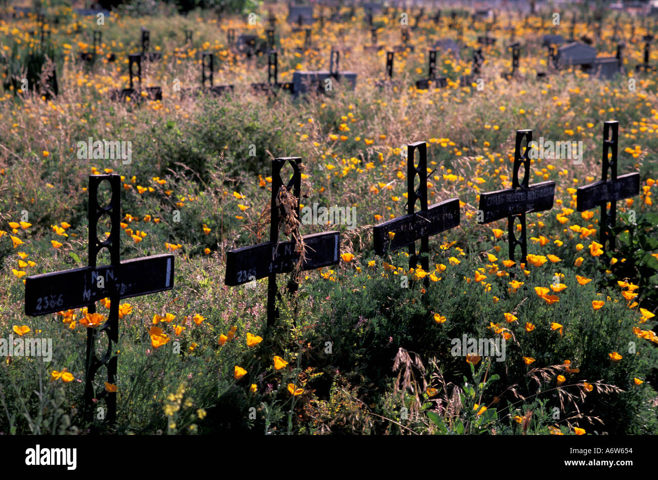Amazon rainforest flower deforestation hi-res stock photography and ...