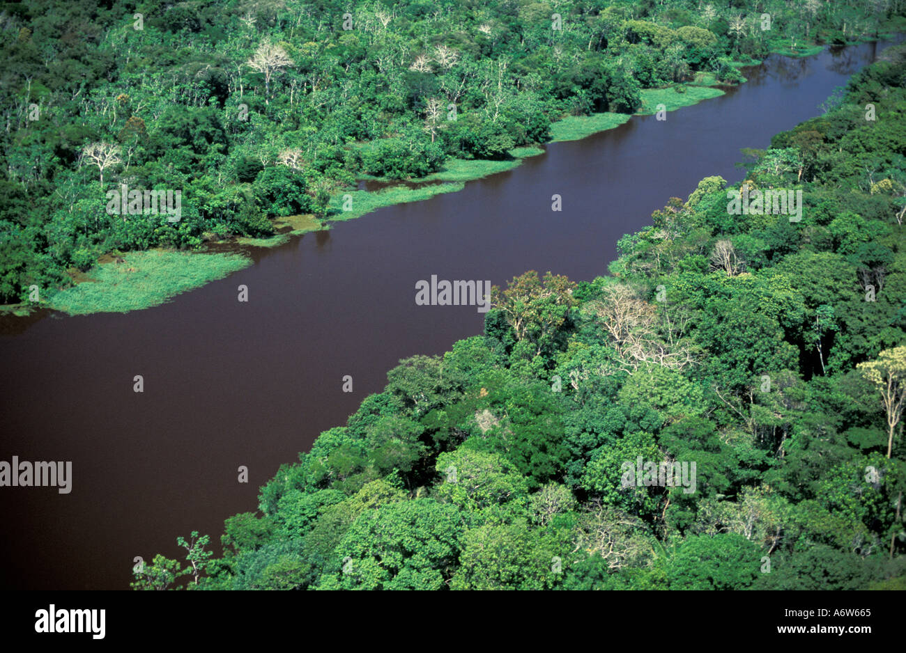 Amazon rainforest Brazil Stock Photo - Alamy