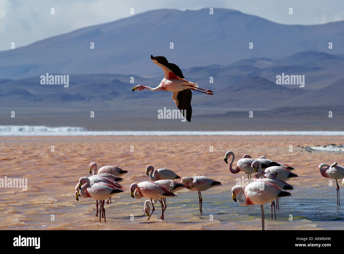 Andean Flamingo (Phoenicopterus andinus), Laguna Colorada, Uyuni ...