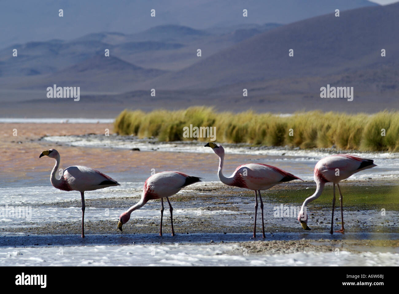 Andean Flamingos (Phoenicopterus andinus), Laguna Colorada, Uyuni ...