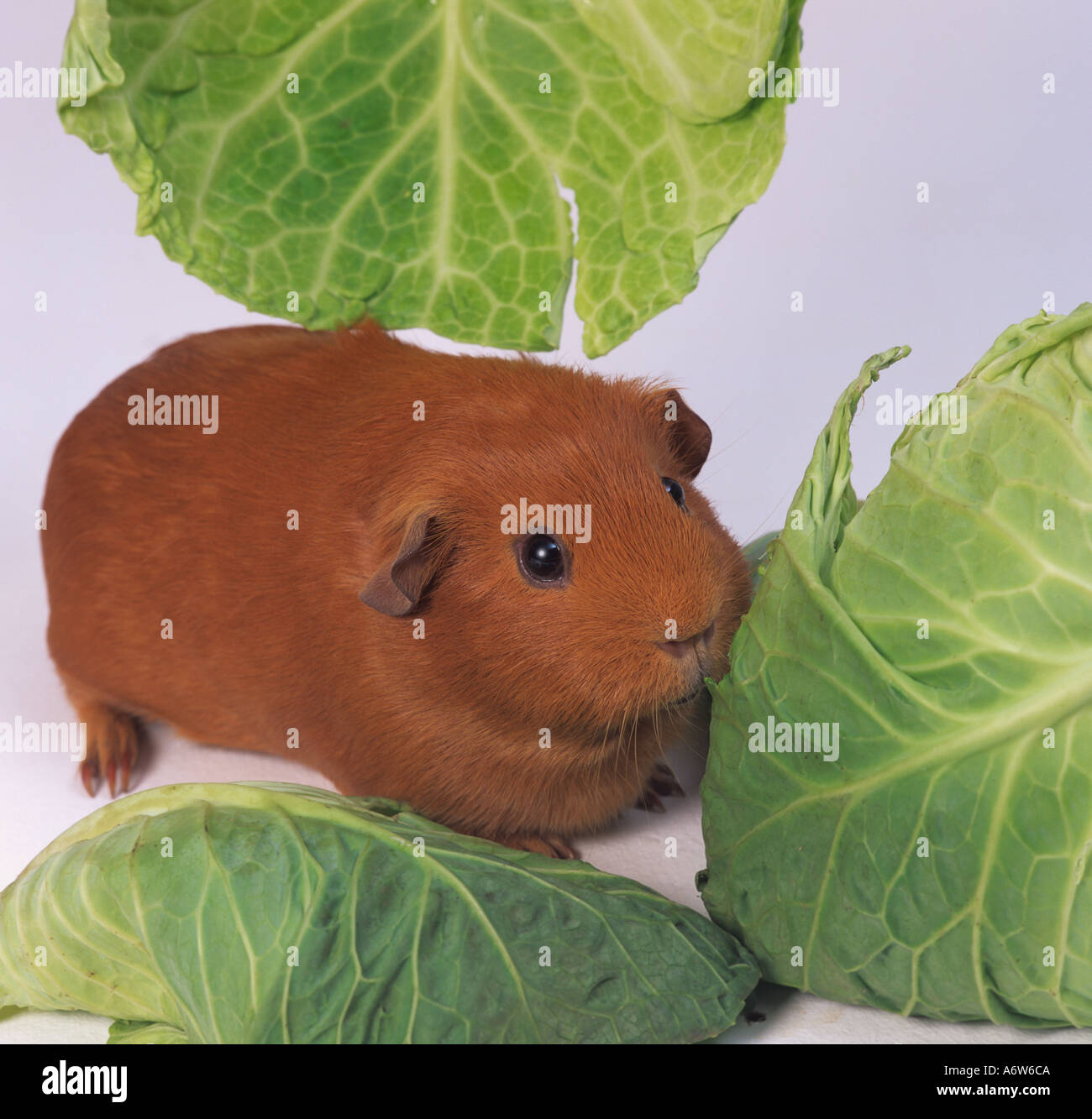 A single Pet Guinea Pig eating cabbage Stock Photo - Alamy