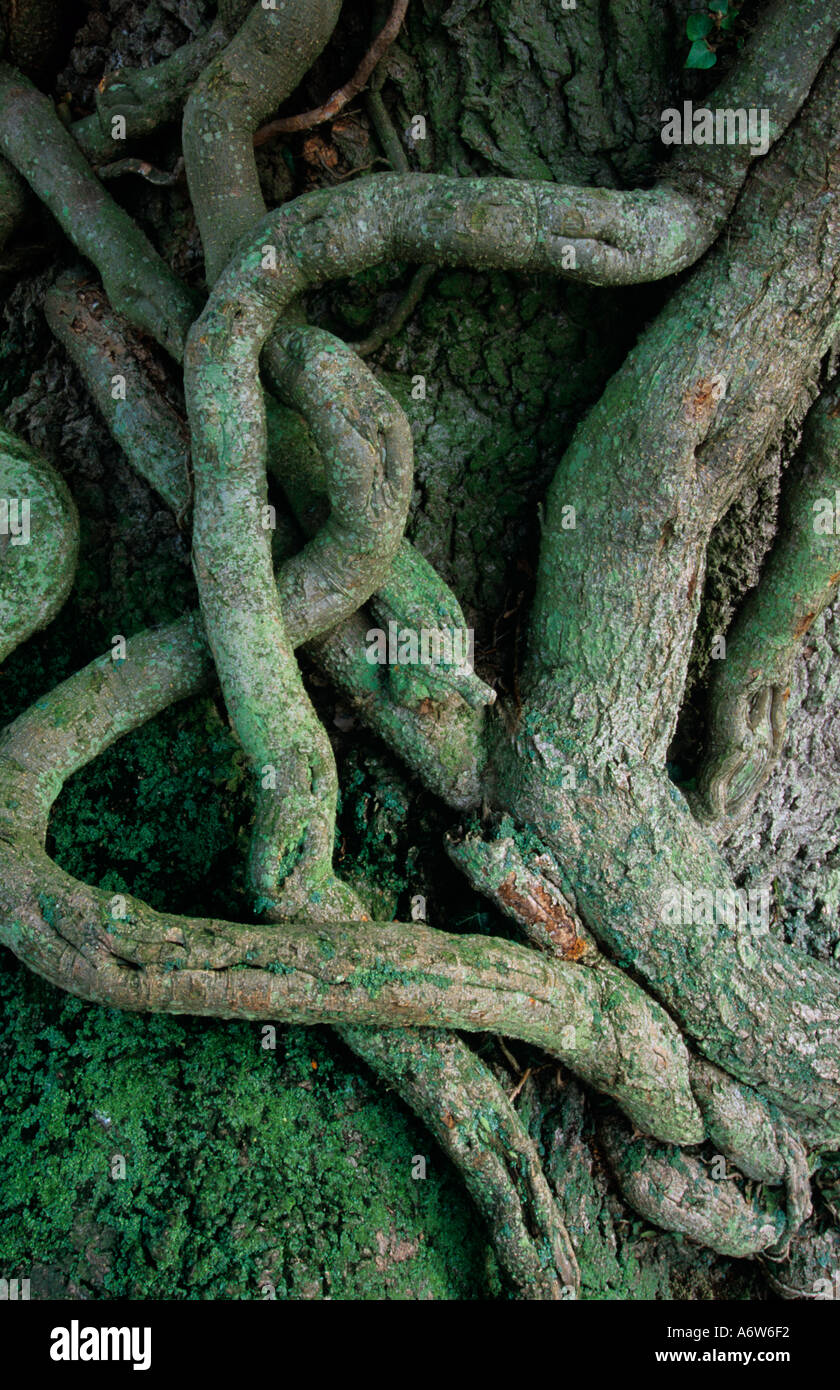 Ivy Hedera helix on Ancient Ash Stock Photo - Alamy