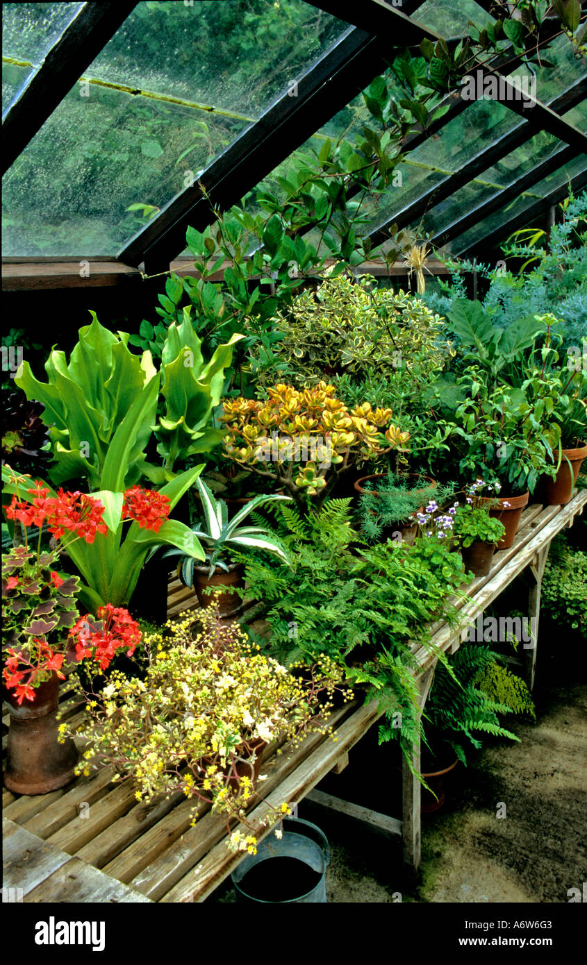 STAGING PLANTS IN THE GREENHOUSE Stock Photo - Alamy