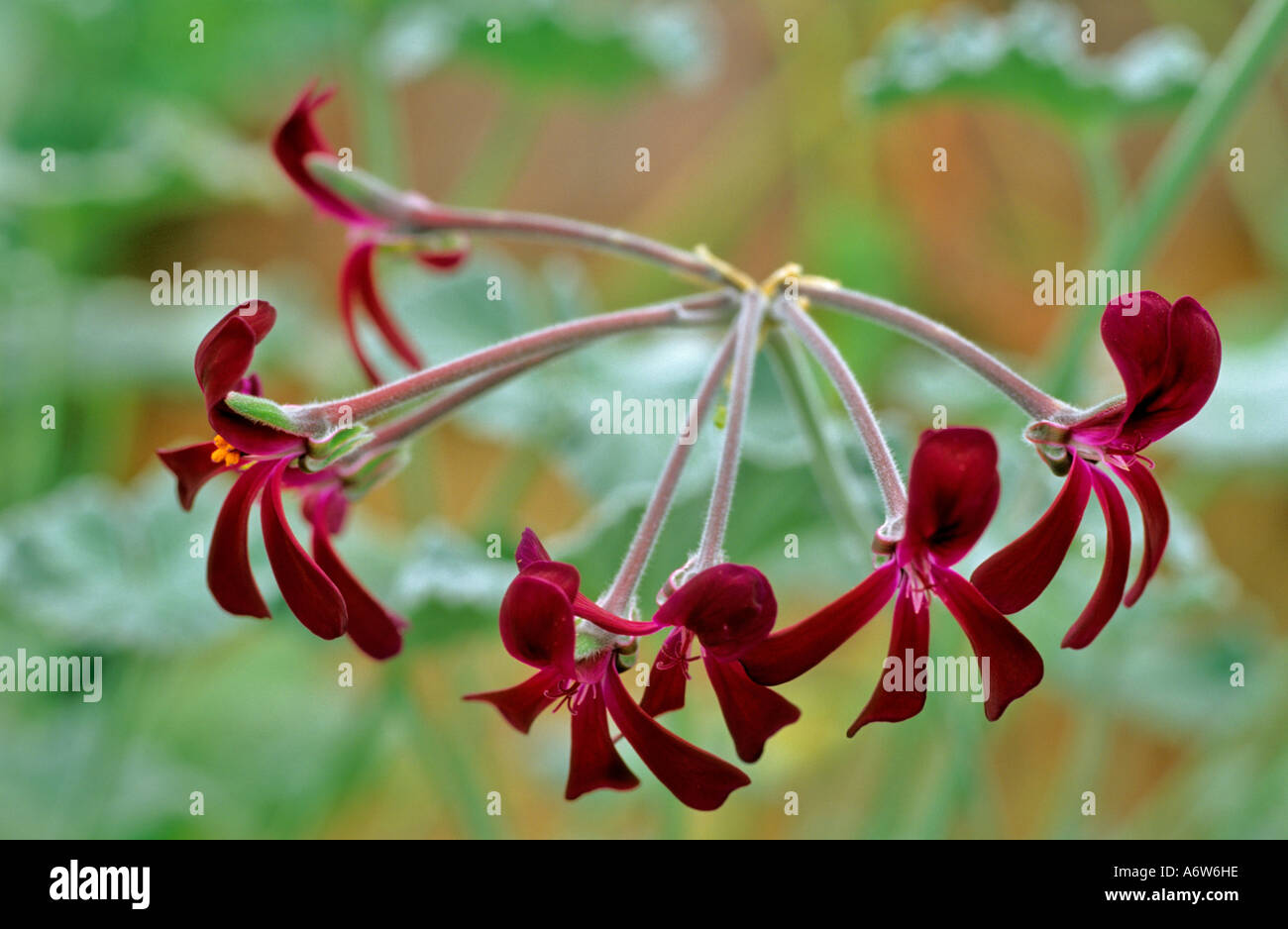 PELARGONIUM SIDOIDES (GERANIUM Stock Photo - Alamy