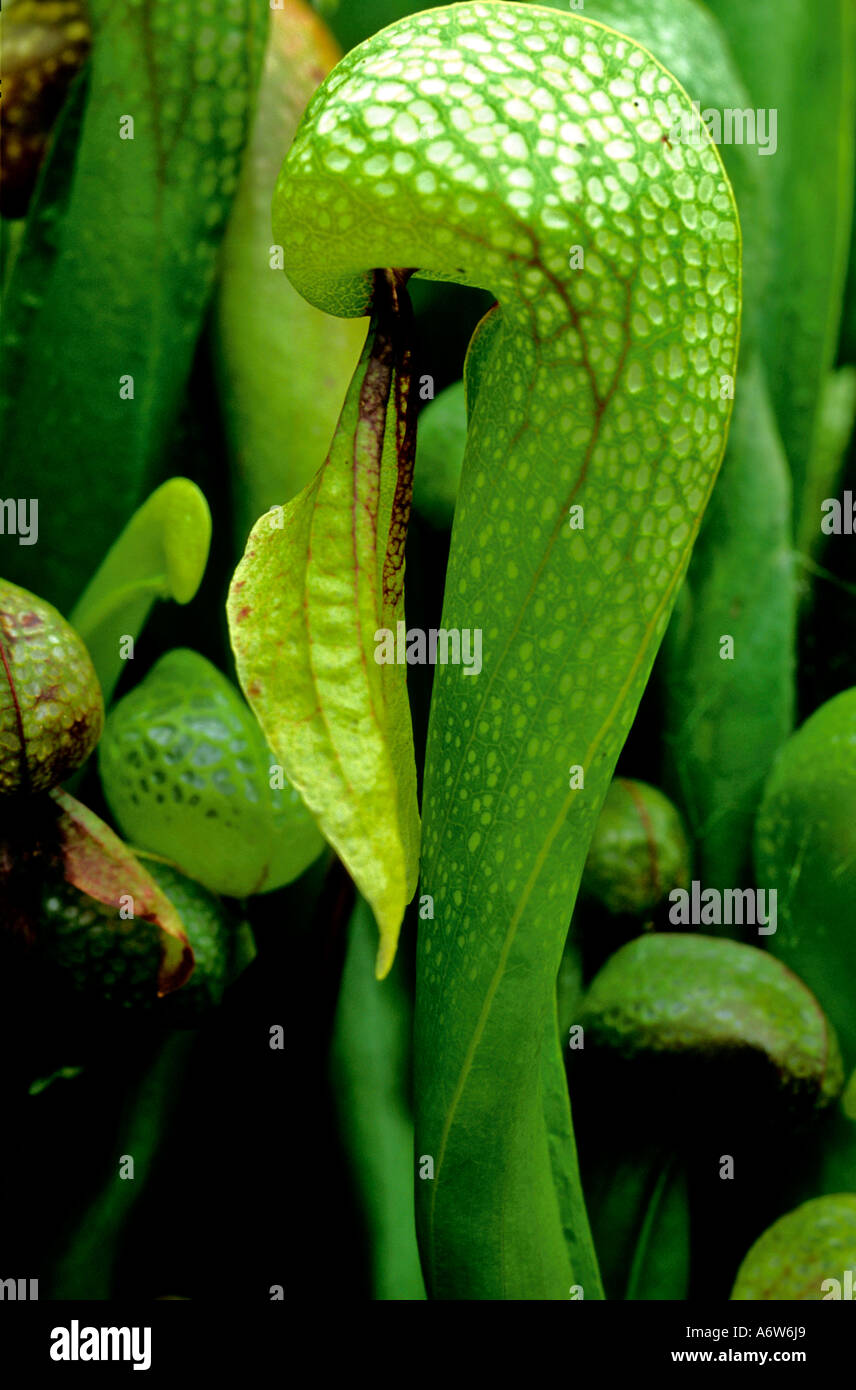 DARLINGTONIA CALIFORNICA (COBRA LILY, COBRA FLOWER, CALIFORNIAN PITCHER ...