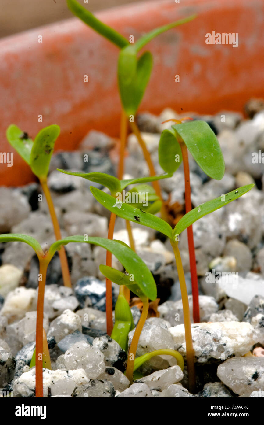 ACER PALMATUM SEEDLINGS (JAPANESE MAPLE Stock Photo - Alamy