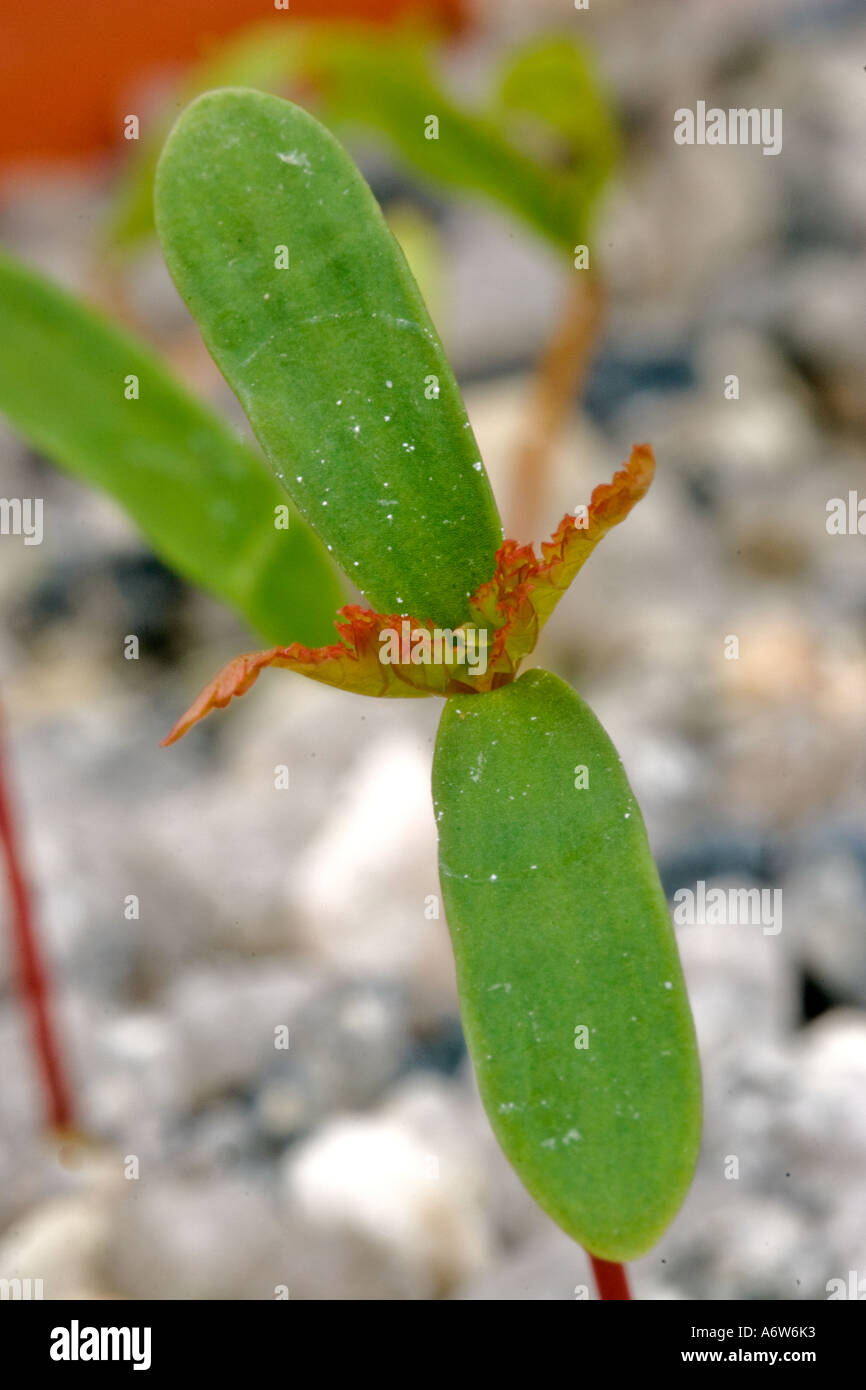 ACER PALMATUM SEEDLINGS (JAPANESE MAPLE Stock Photo - Alamy