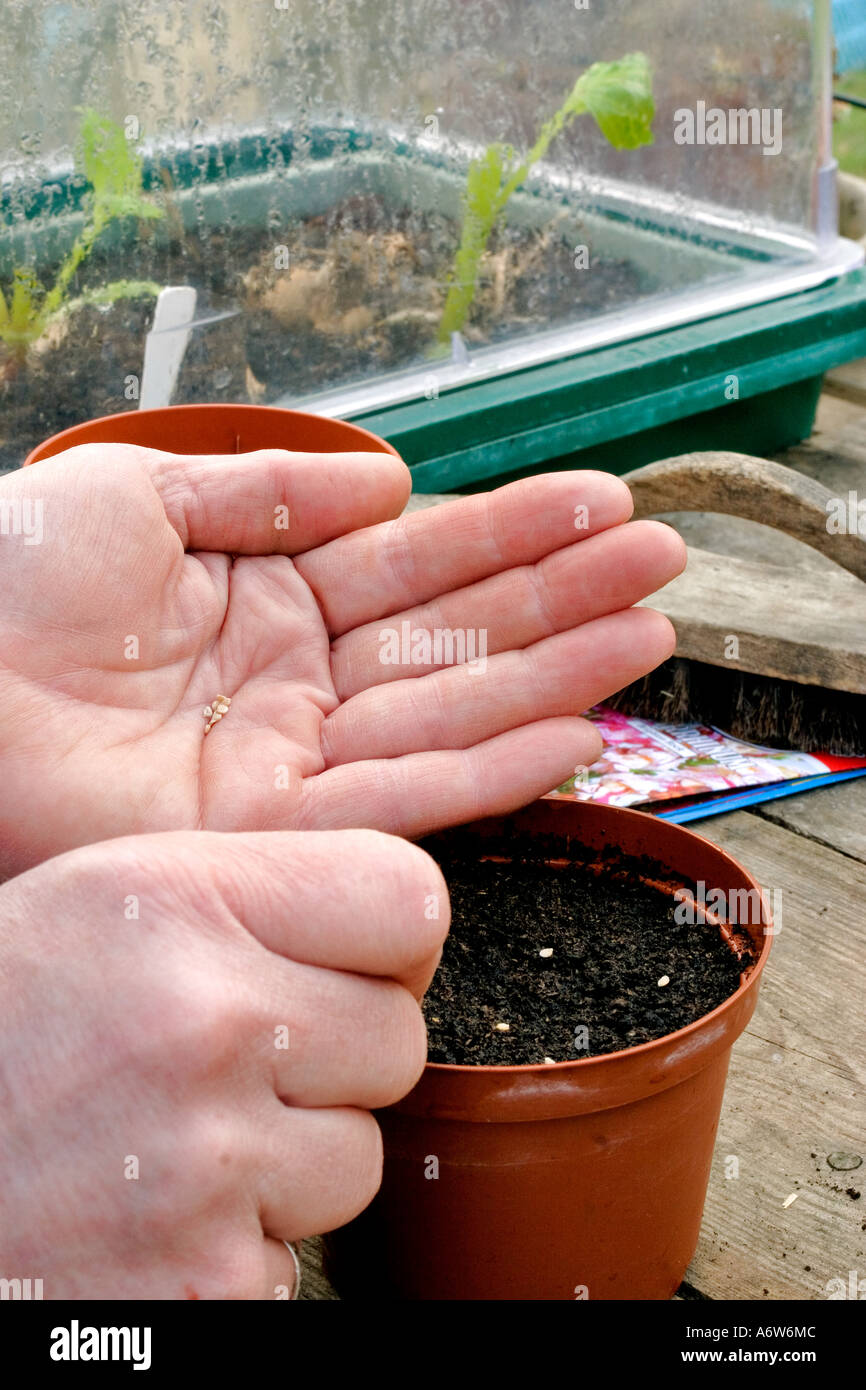 SOWING TOMATO SEEDS Stock Photo - Alamy