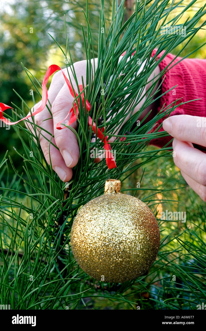 HANGING BAUBLES ONTO A PINE TREE BRANCH Stock Photo - Alamy