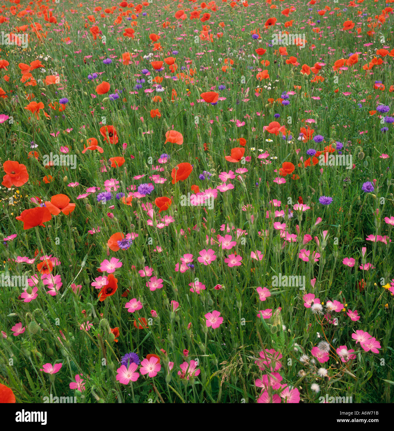 Flora wild flowers hi-res stock photography and images - Alamy