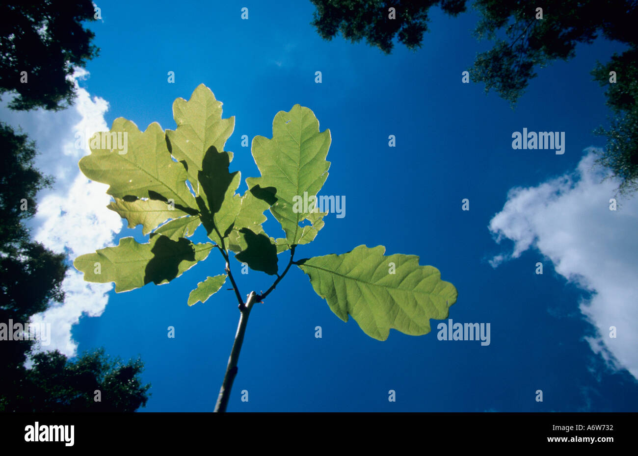 Oak tree Seedling June Stock Photo - Alamy