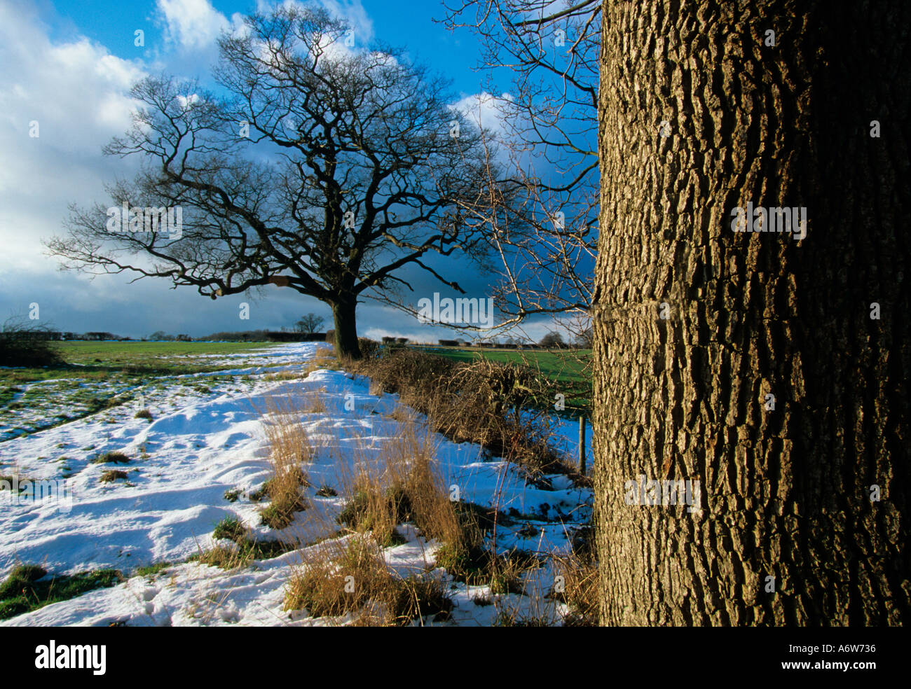 Oaks in Winter Arable Stock Photo - Alamy