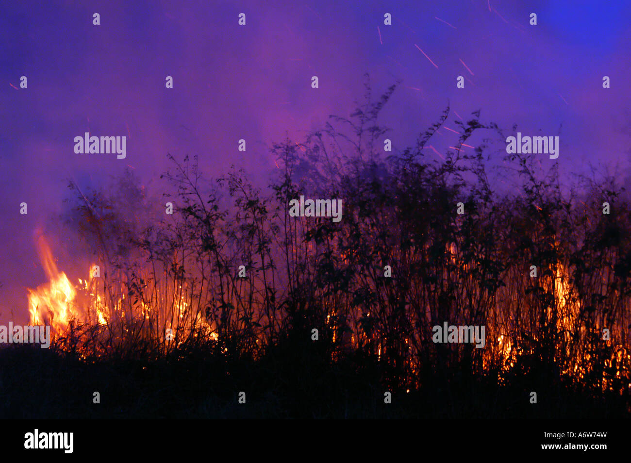 Bush fire at night, Gran Chaco, Paraguay Stock Photo - Alamy