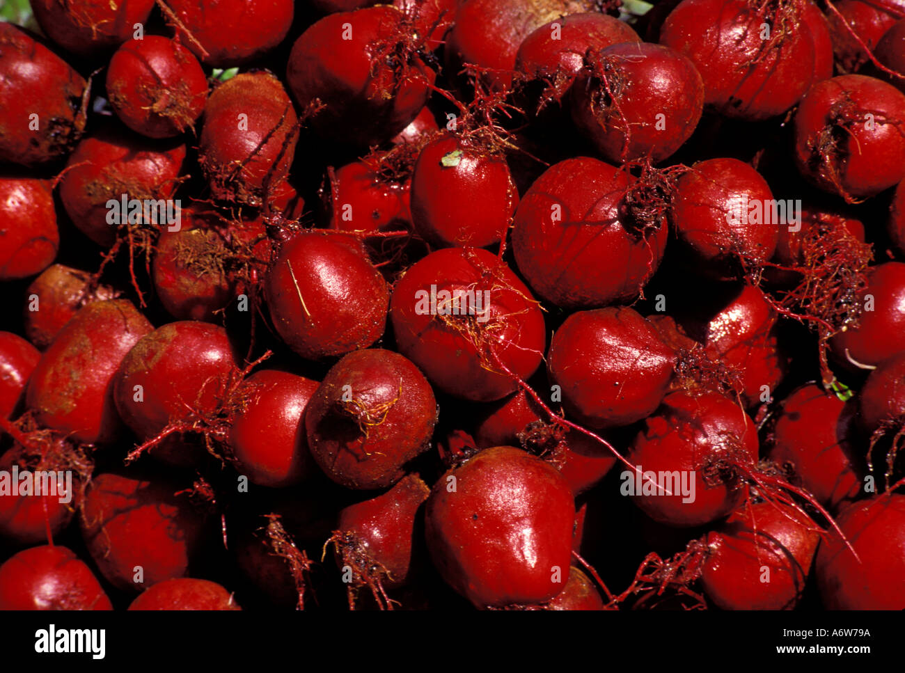Agriculture farming Sugar beet root vegetable Red colorful Stock Photo ...