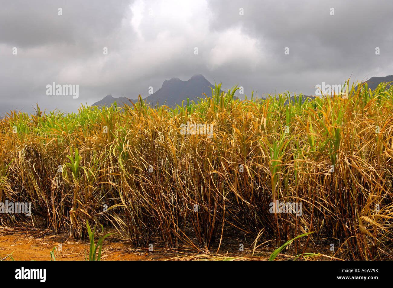 Sugar cane before the cut, Mauritius Stock Photo - Alamy
