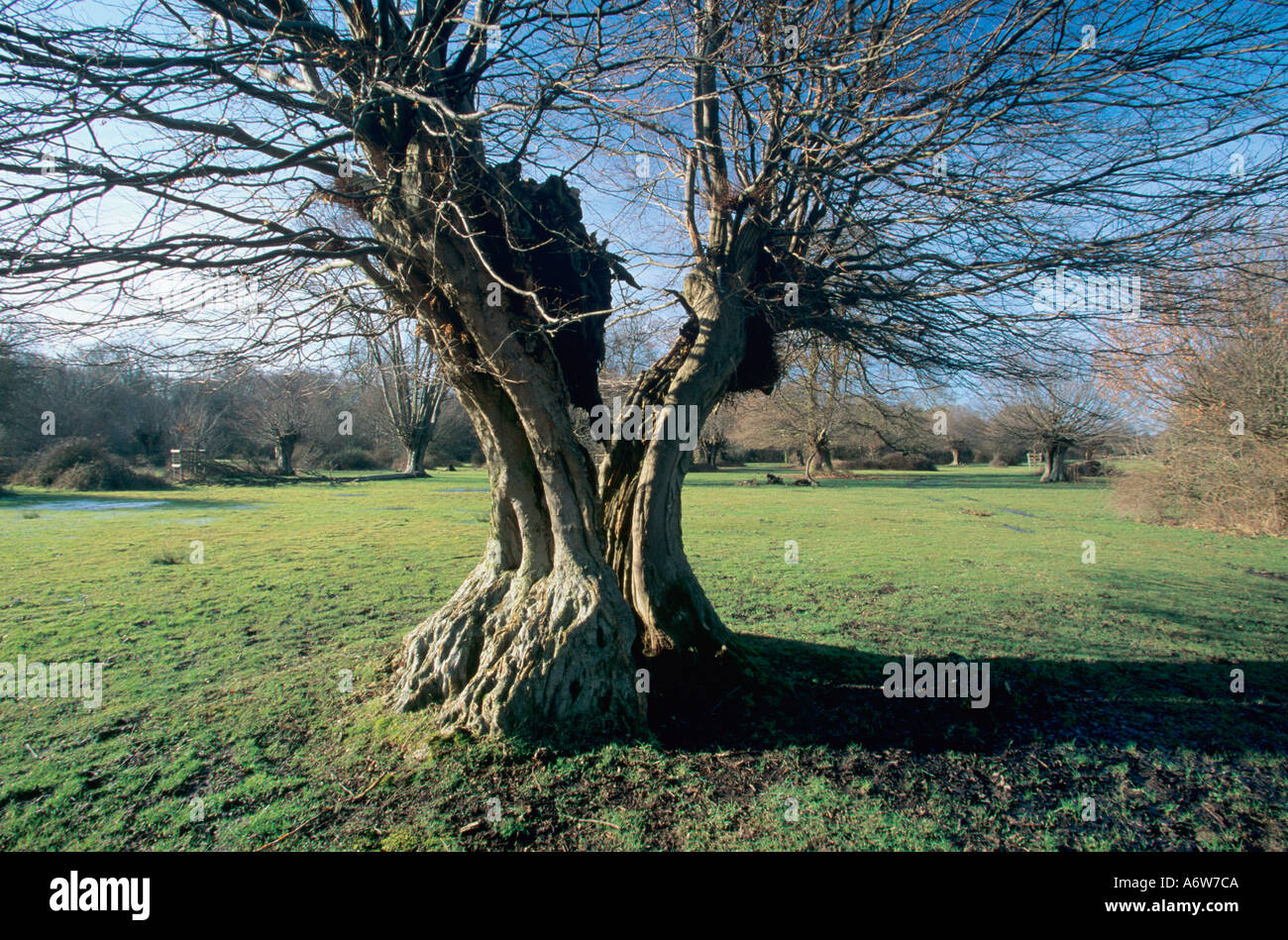 Hatfield Forest Essex Stock Photos & Hatfield Forest Essex Stock Images ...