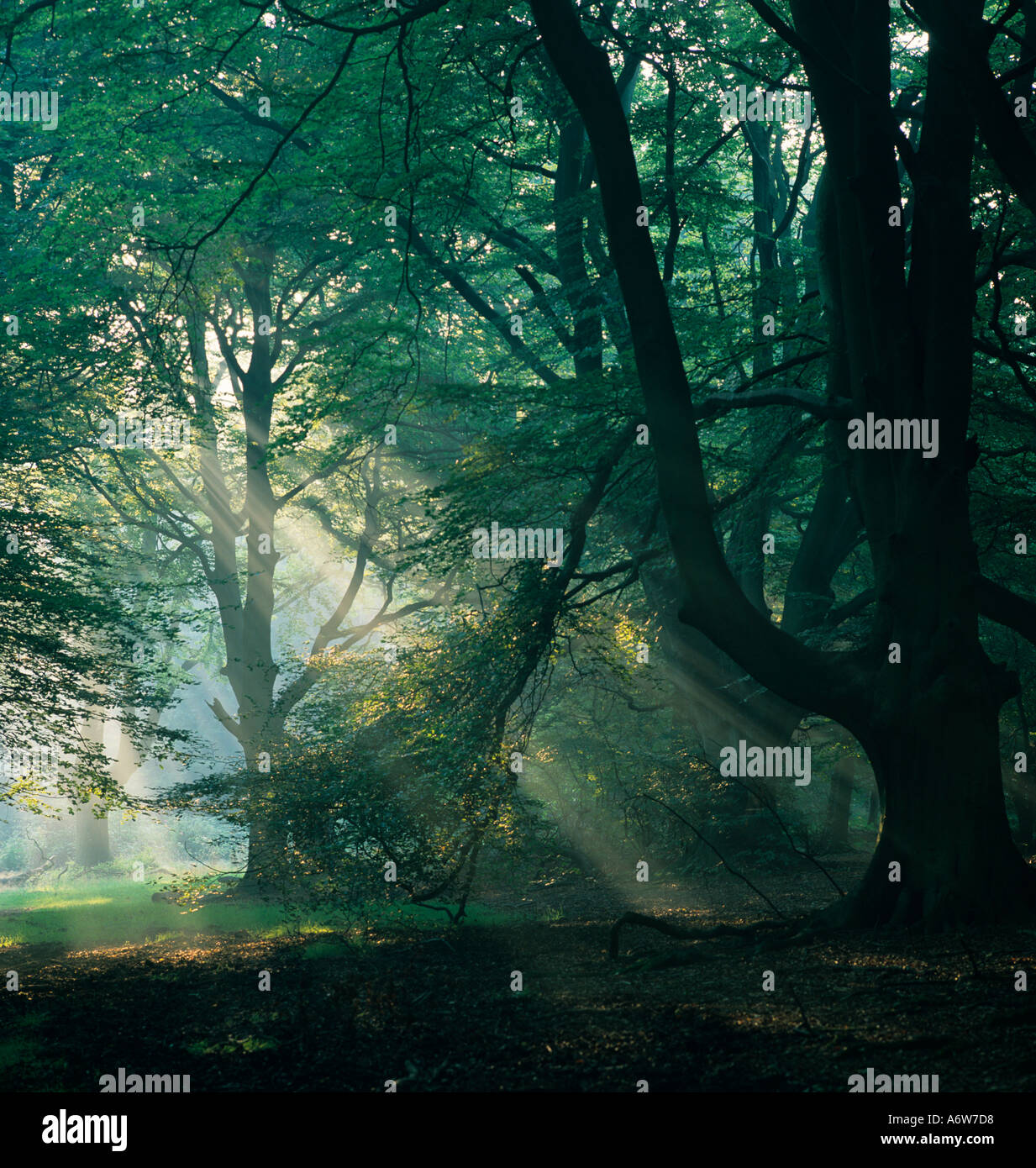 Frithsden Beeches Fagus sylvatica on an early autumn morning October ...