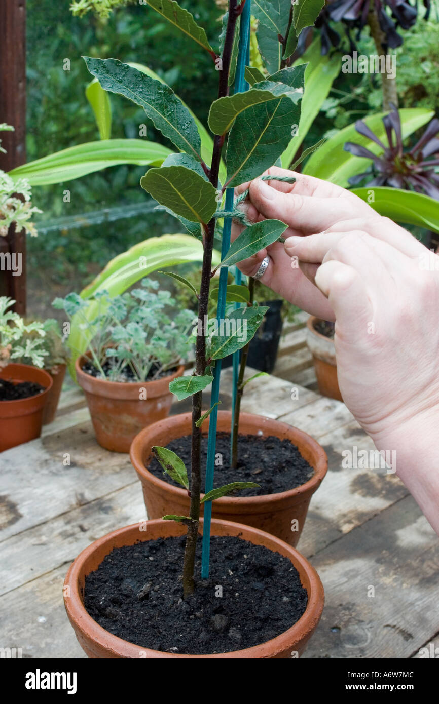 TRAINING YOUNG BAY PLANTS TO MAKE STANDARD BUSHES Stock Photo - Alamy