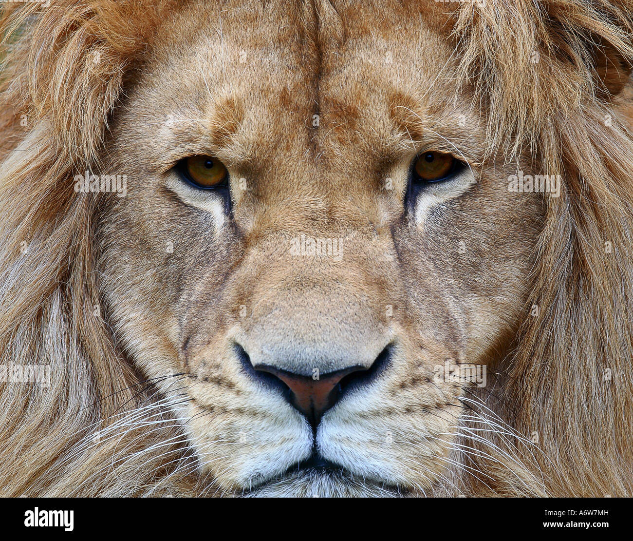 Portrait of a lion Stock Photo - Alamy