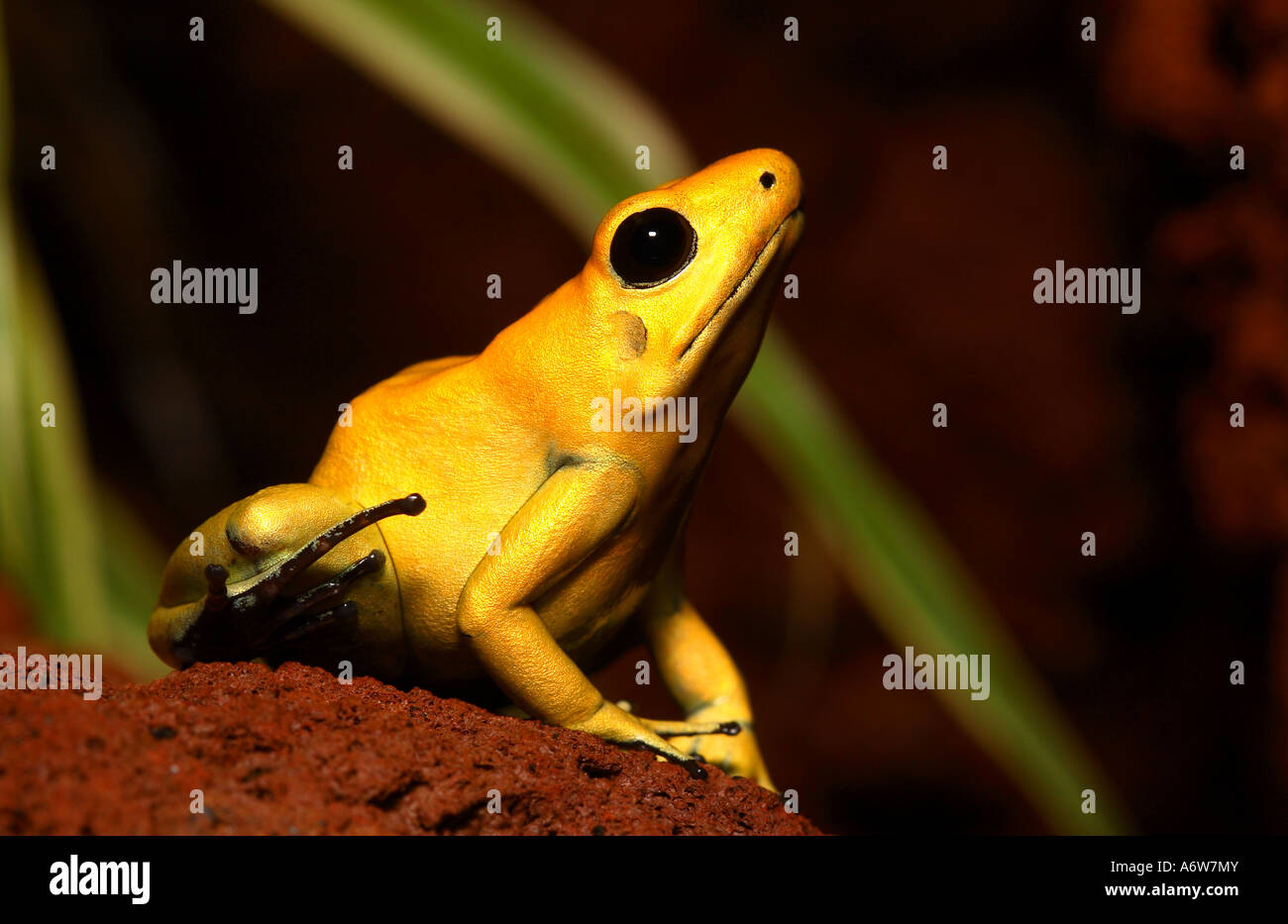 Golden poison dart frog hi-res stock photography and images - Alamy