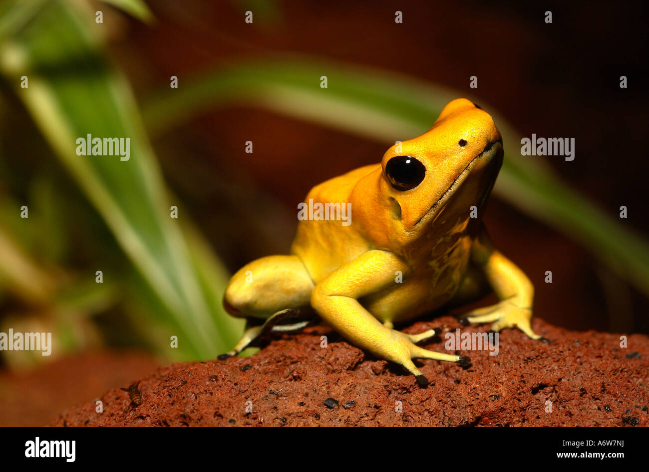 Golden poison dart frog hi-res stock photography and images - Alamy