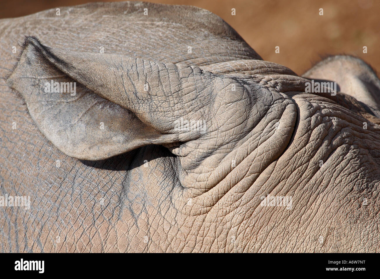 Ear of a rhinoceros Stock Photo - Alamy