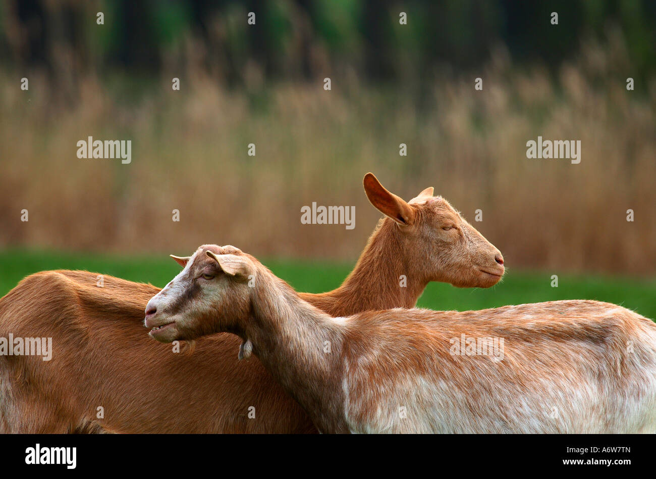 Two goats hi-res stock photography and images - Alamy