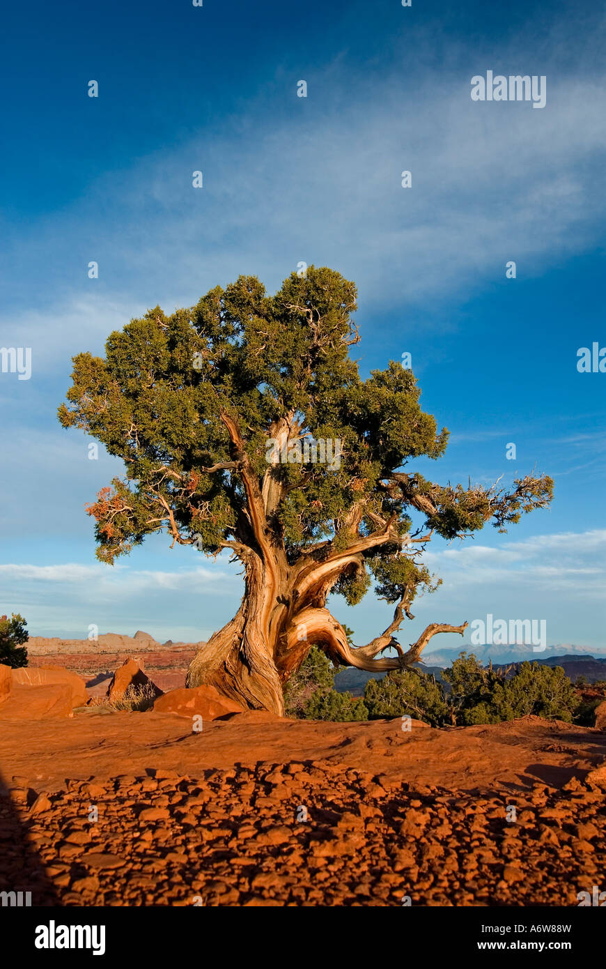 Old gnarled weathered Utah-Juniper (juniperus osteosperma), Capitol ...