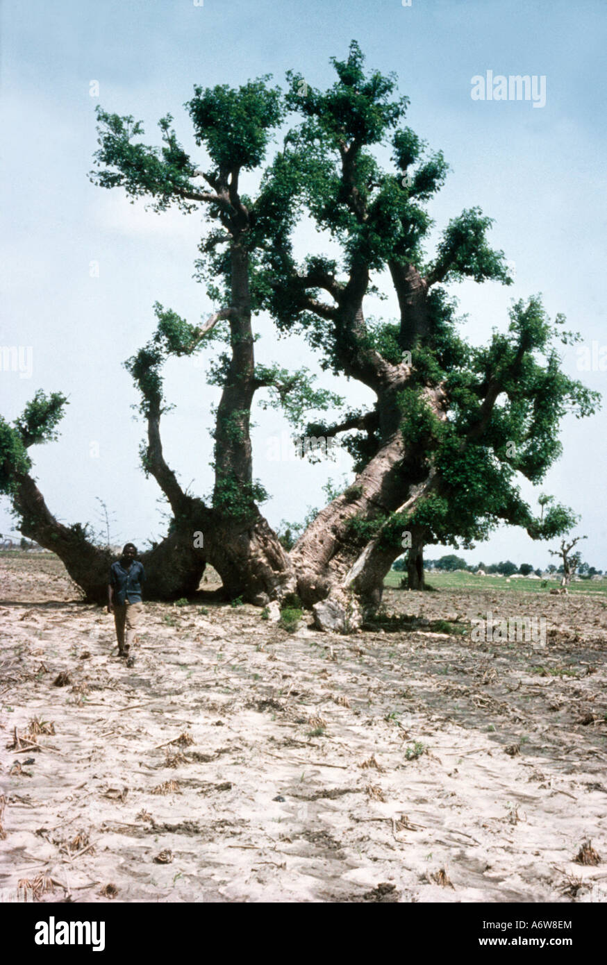 Nigeria Baobab Tree Stock Photo - Alamy