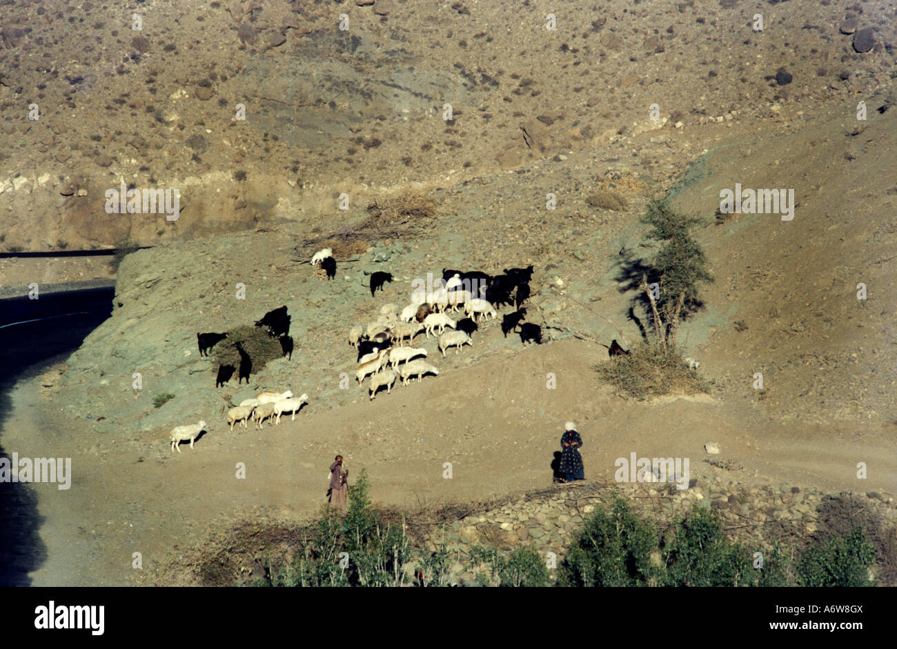 Taiz Yemen Herding Animals Nr Marib Stock Photo - Alamy