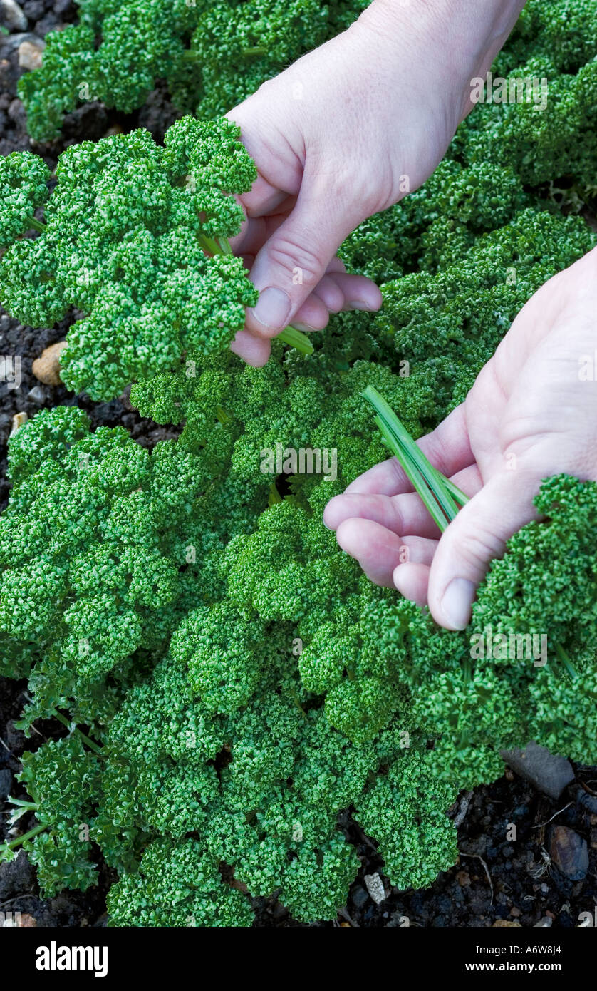 CROPPING PARSLEY 'BIG MOUNTAIN' Stock Photo - Alamy
