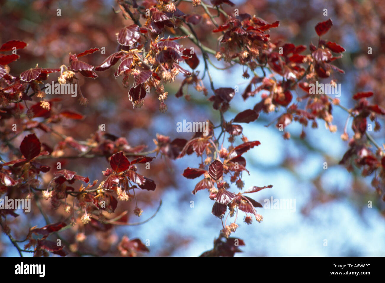 Beech Tree In Flower Spring Stock Photo - Alamy