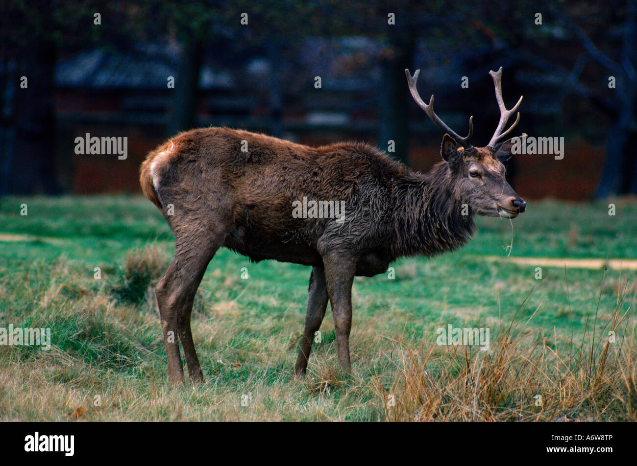 Richmond park deer hi-res stock photography and images - Alamy