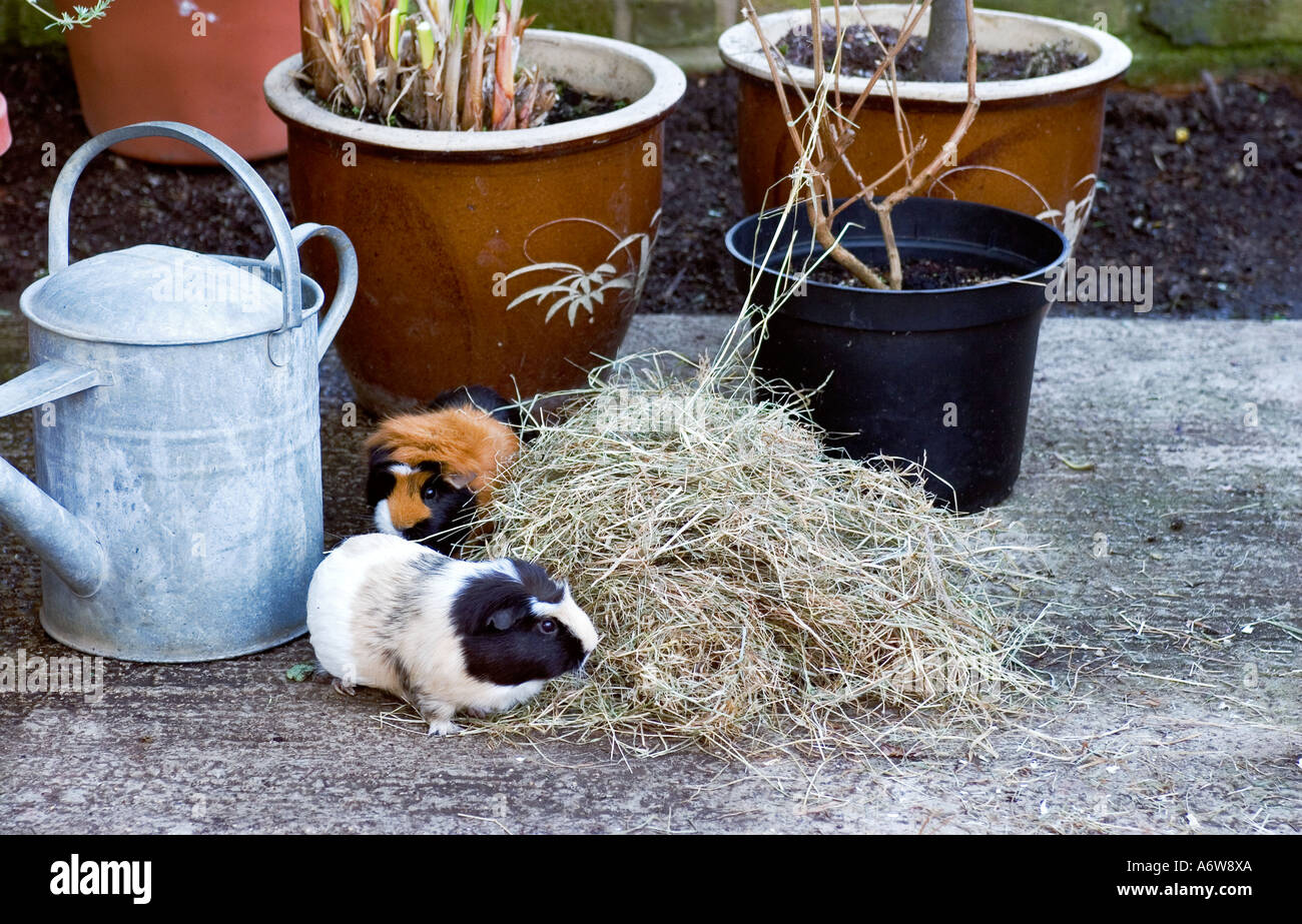GUINEA PIGS IN A GREENHOUSE FOR WINTER Stock Photo - Alamy