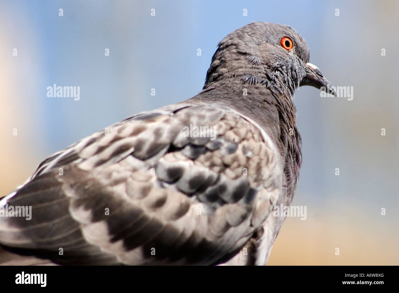Sick feral pigeon Stock Photo - Alamy