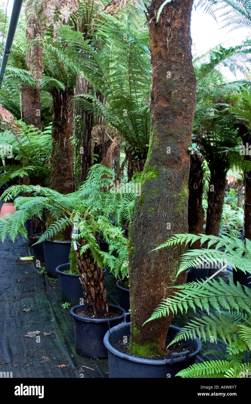 POLYTHENE TUNNEL CONTAINING DICKSONIA FIBROSA (GOLDEN TREE FERN Stock ...
