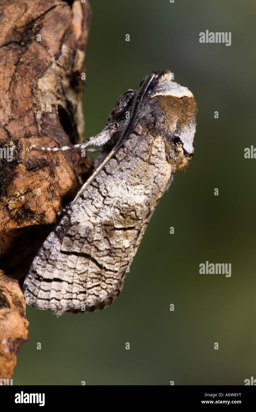 Goat Moth Cossus cossus sat prone on tree trunk with nice out of focus ...