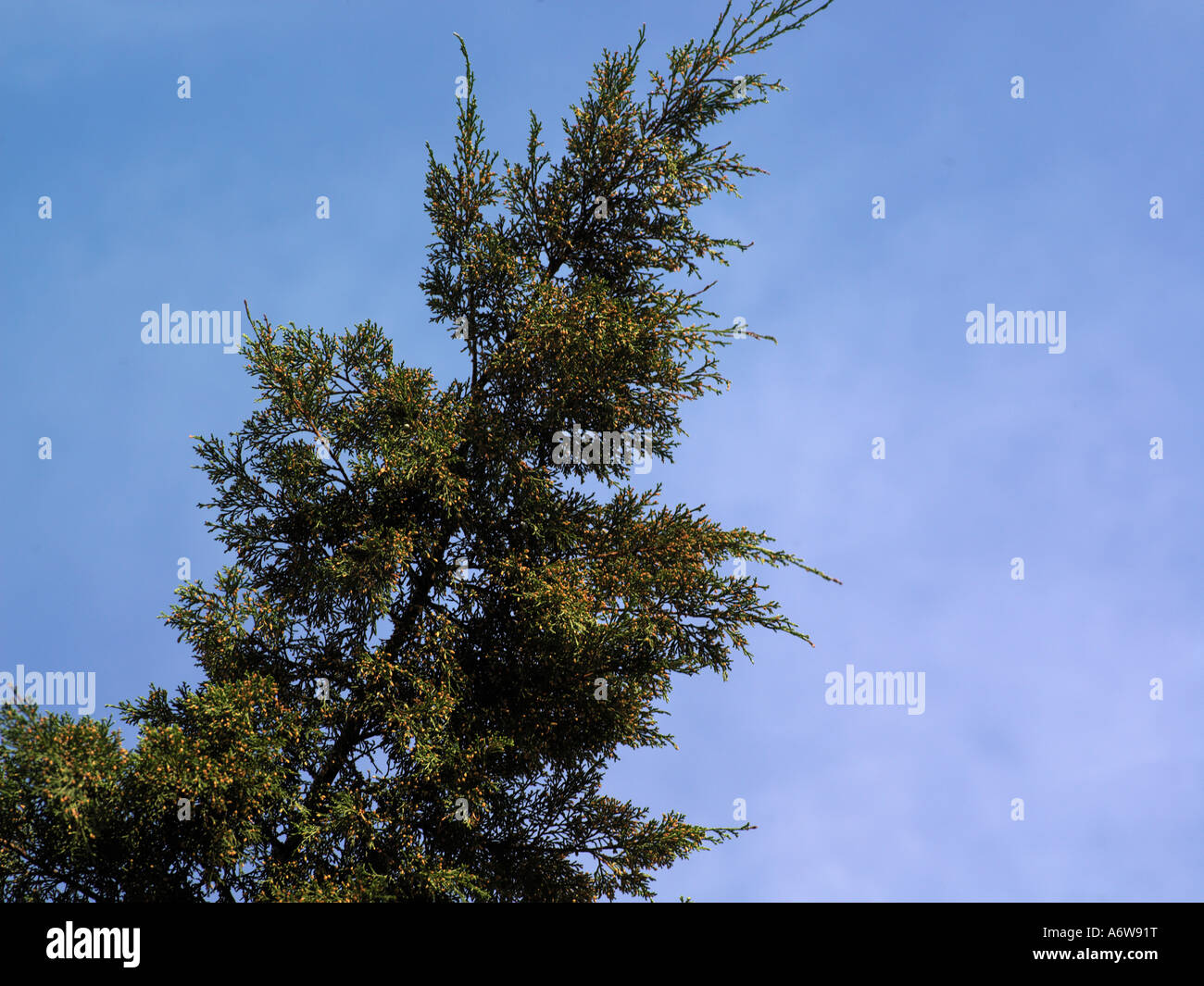 Juniperus virginiana hi-res stock photography and images - Alamy