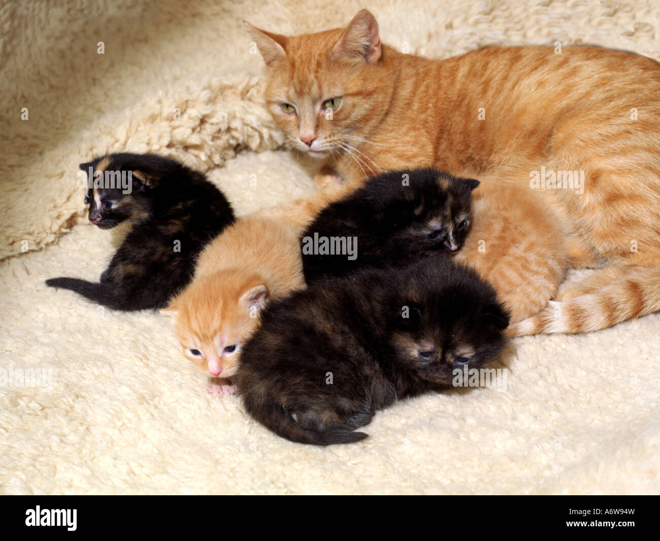 Female Ginger Cat and Five Kittens Two Weeks Old Stock Photo - Alamy