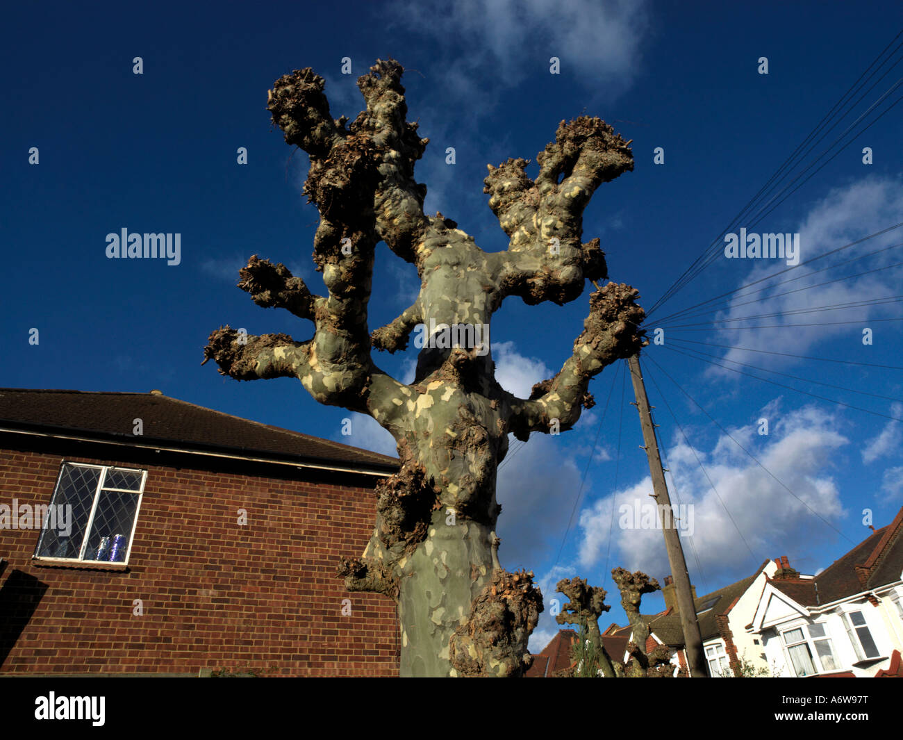 Houses & Plane Trees Wimbledon London England Stock Photo - Alamy