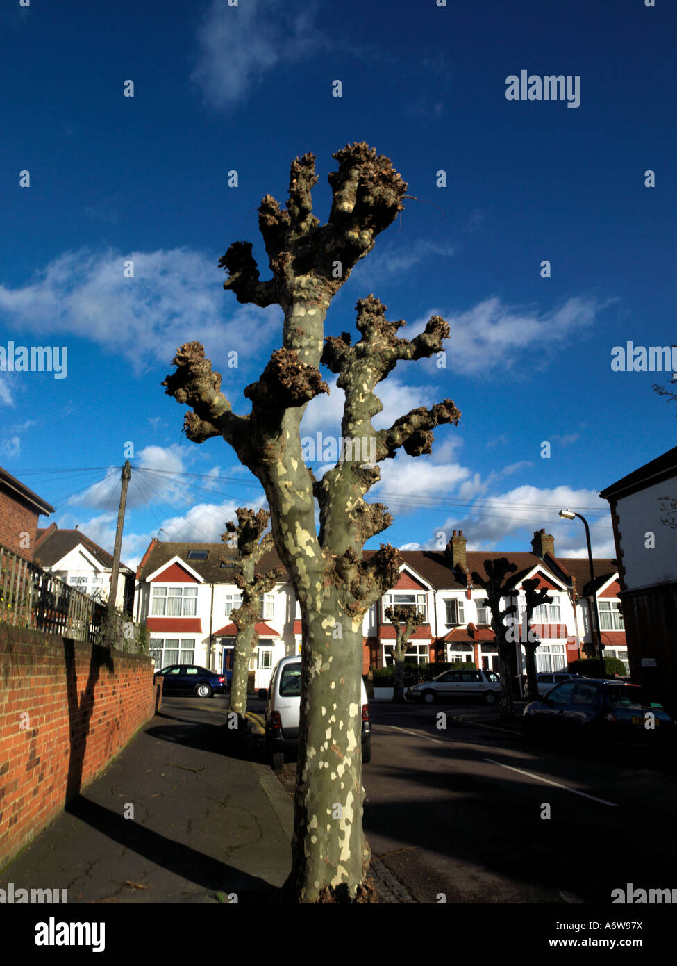 Houses & Plane Trees Wimbledon London England Stock Photo - Alamy