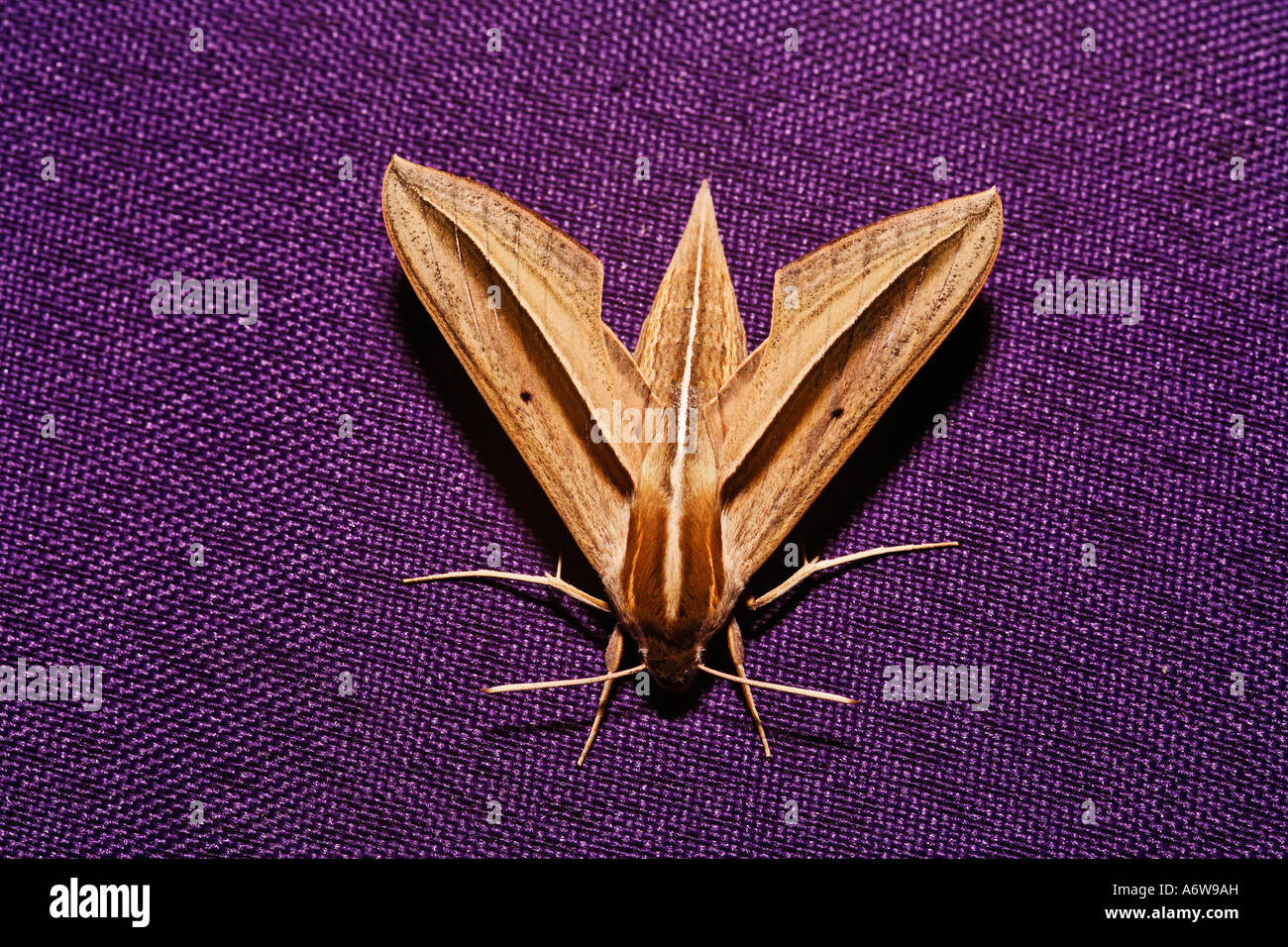 Moth, Sungai Mahakam, East-Kalimantan, Borneo, Indonesia Stock Photo ...