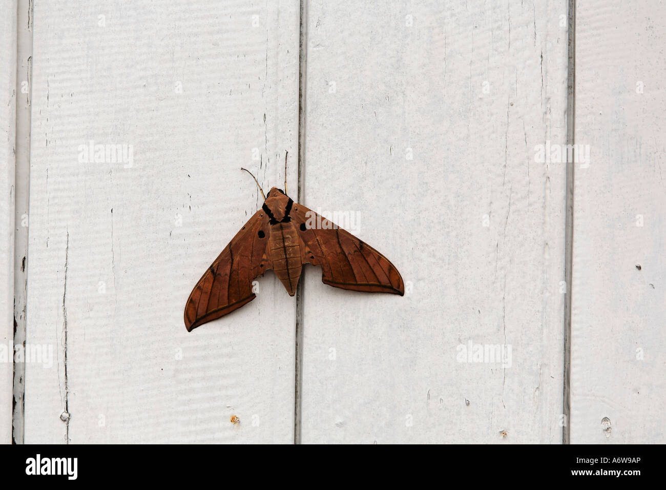 Moth, Sungai Mahakam, East-Kalimantan, Borneo, Indonesia Stock Photo ...